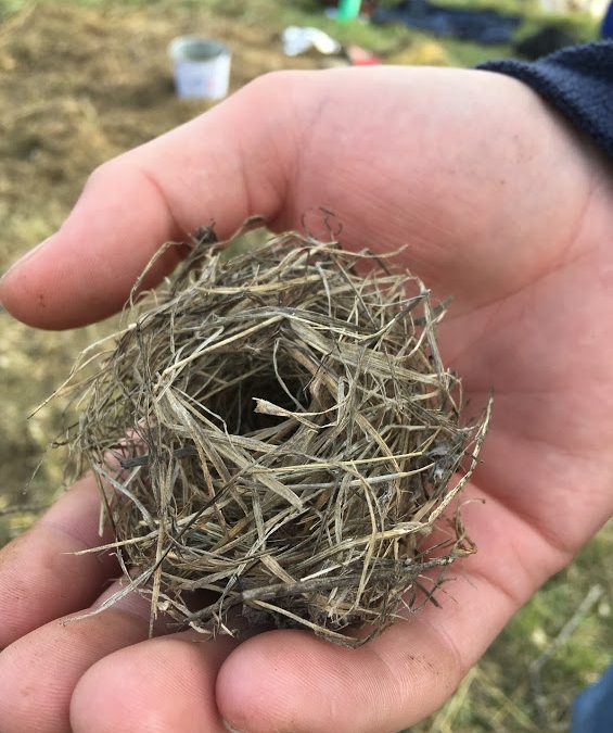 On the Hunt for Harvest Mice | The Romney Marsh Countryside Partnership